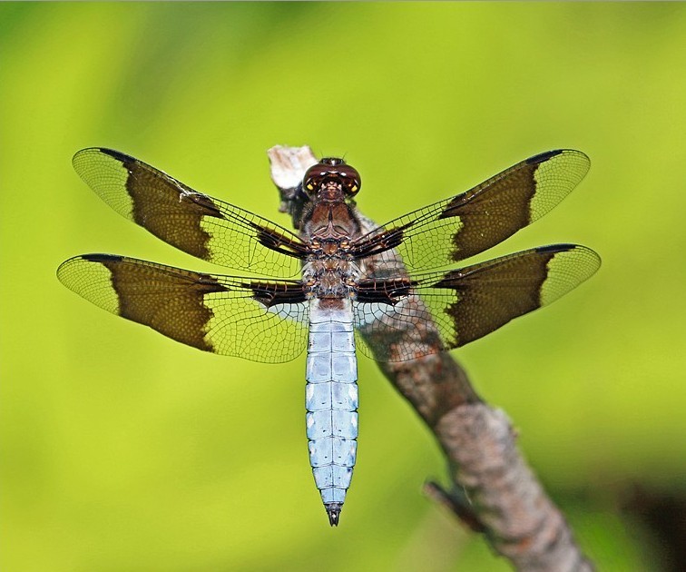 Common Whitetail(Plathemis lydia) - Male Common Whitetail(Plathemis lydia) - Male