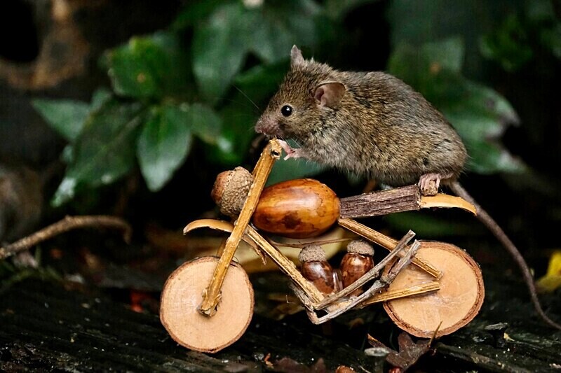 Mouse family Photo Prints photo - Gerald Robinson Photography