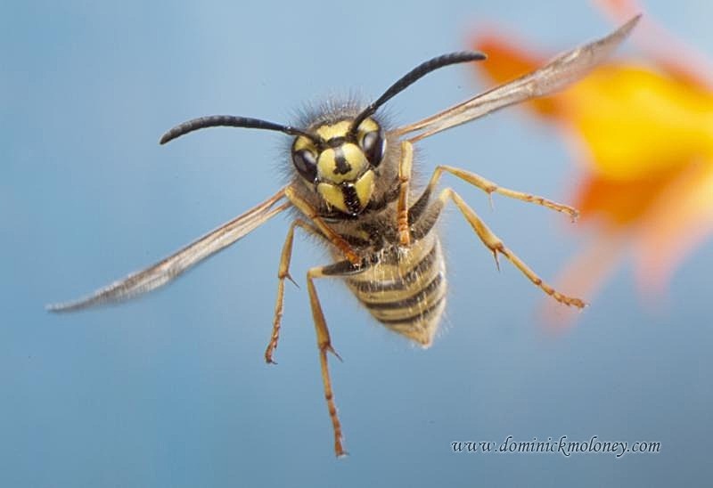 crop wasp in flight IMG_3122