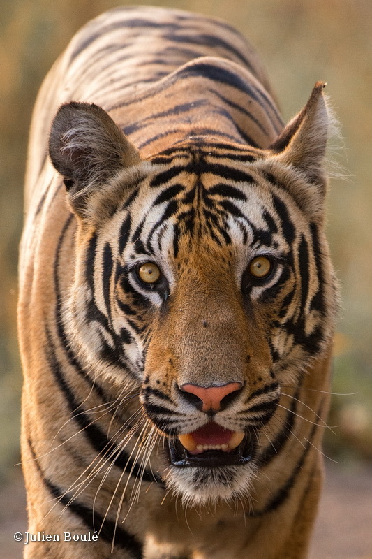 Young tiger male of Tadoba buffer zone #3 Portrait