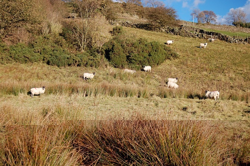 The boggy field by the hive site