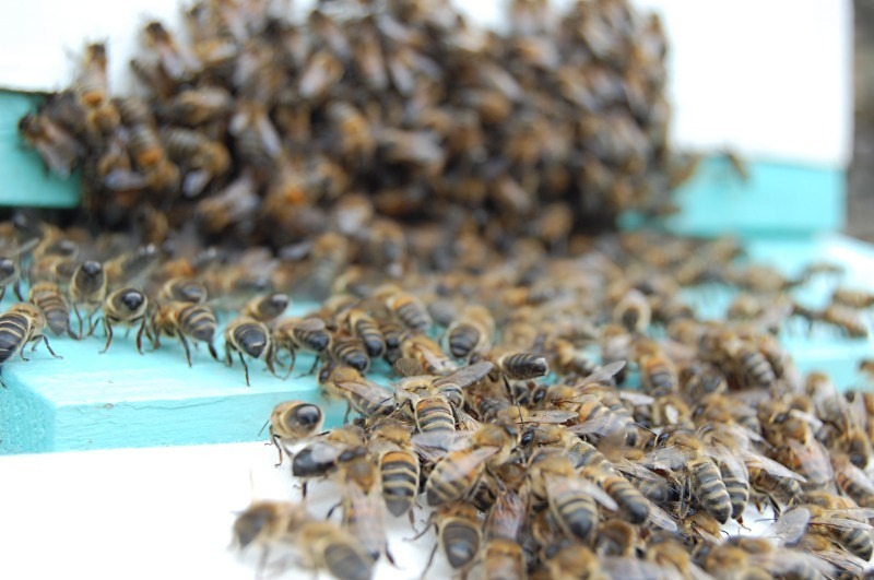 The Bees! photo - Kit Peel