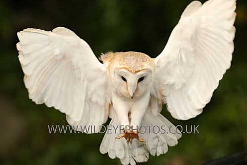 Barn Owl Swooping
