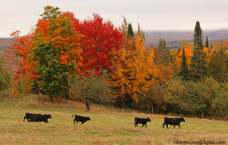 Autumn Cows - New Brunswick Fall Foliage
