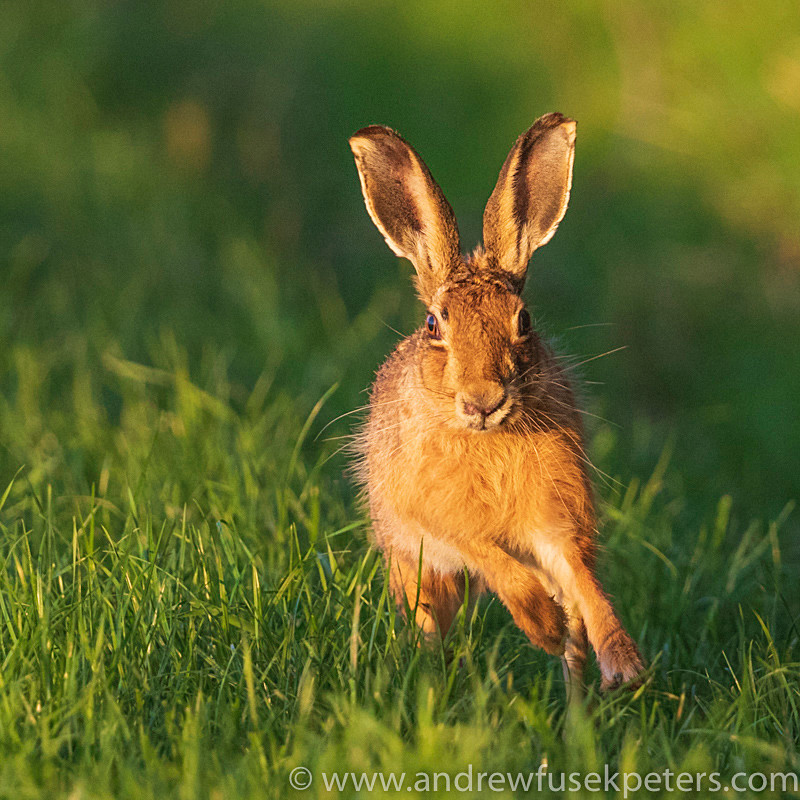 hare running at sunset