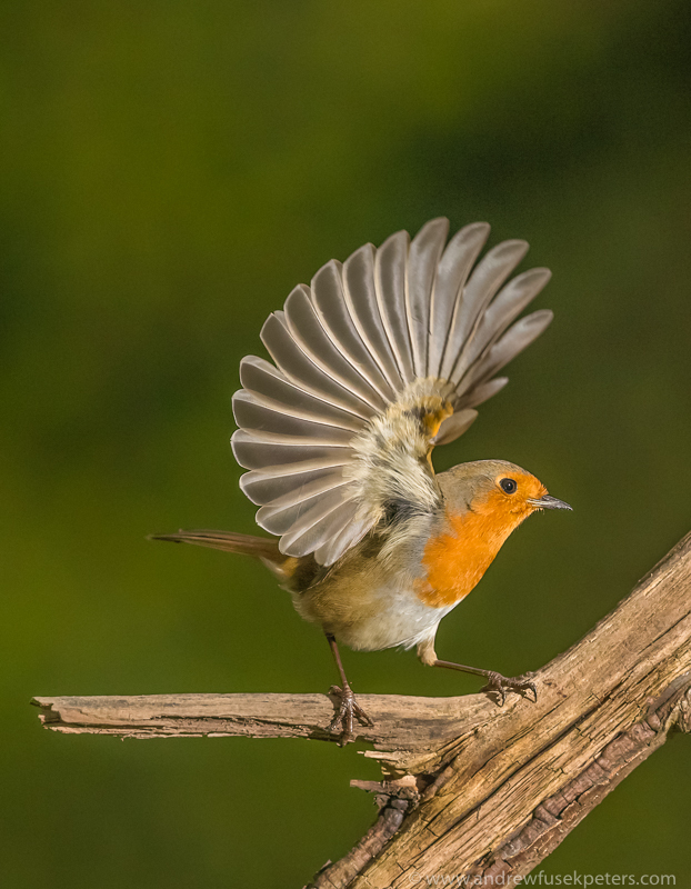 Robin flared wing portrait