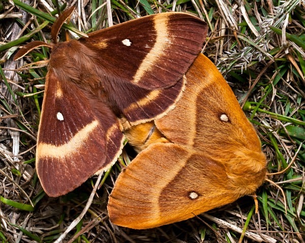 Oak Eggar Moths
