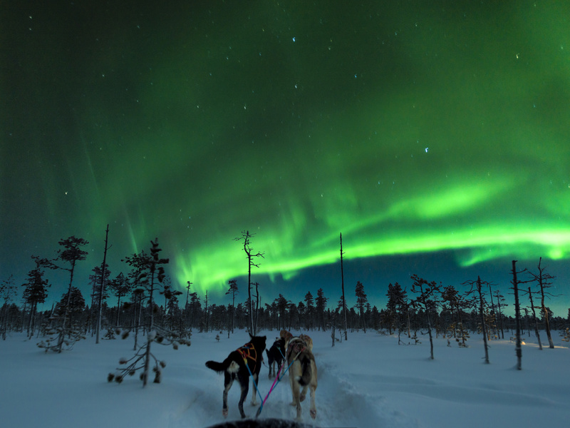 Aurora Dog Sledding