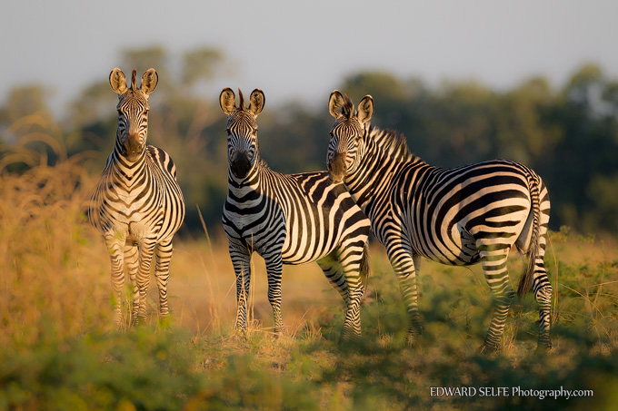 Wildlife: Beautiful Zebras