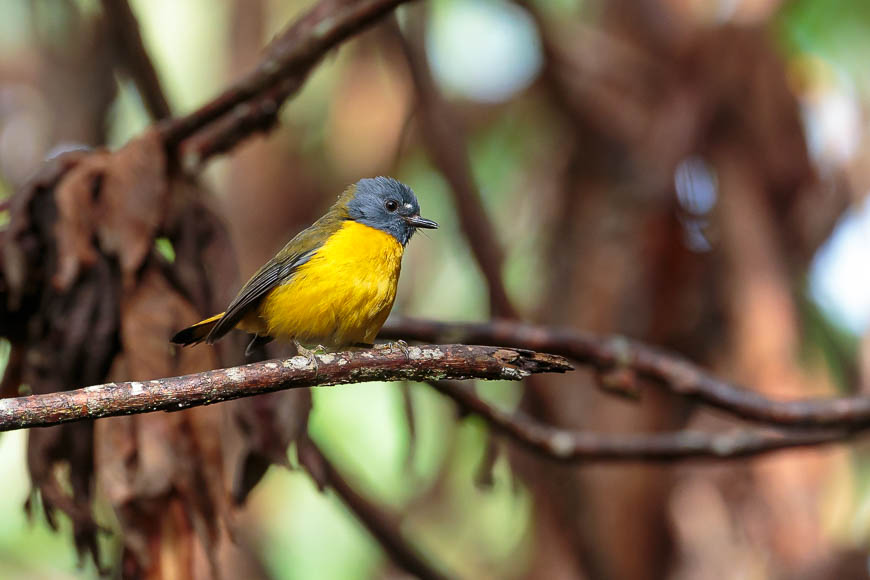 Something a bit different from Edward Selfe - a blog about the birds of ...