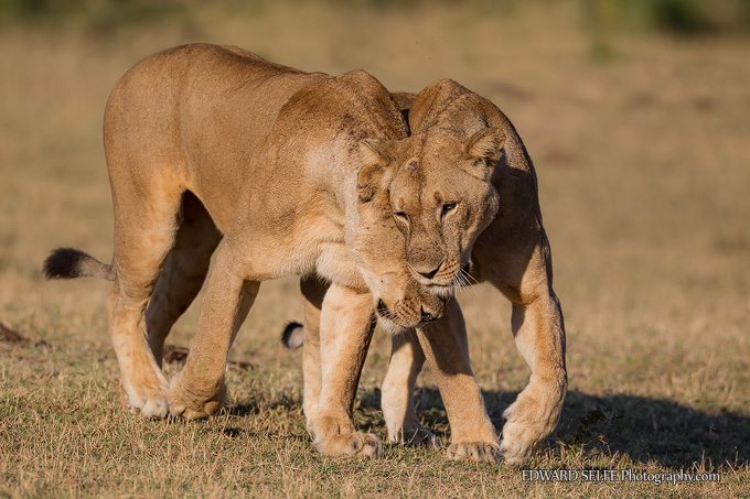 Wildlife: Lion behaviour weekend