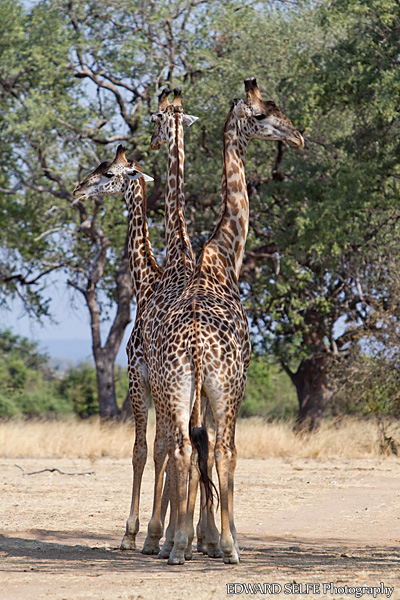 Giraffe play