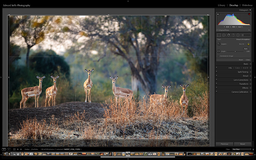 Image cropping in wildlife photography is poorly understood and often ...