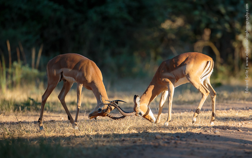 Know your African Wildlife: Impalas