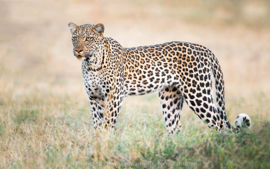 Edward Selfe offers guidance on photographing Luangwa's leopards from ...