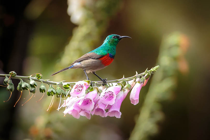 Something a bit different from Edward Selfe - a blog about the birds of ...