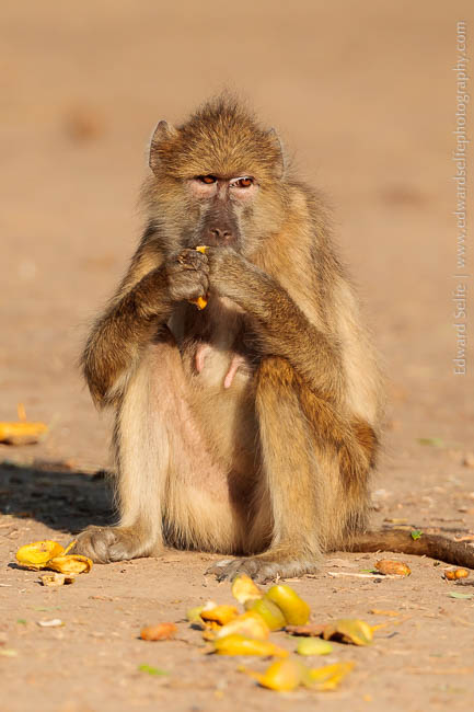 A short study of baboons in the South Luangwa National Park, by Edward ...