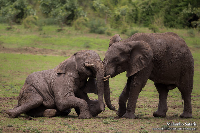 Wildlife: Happy Elephants