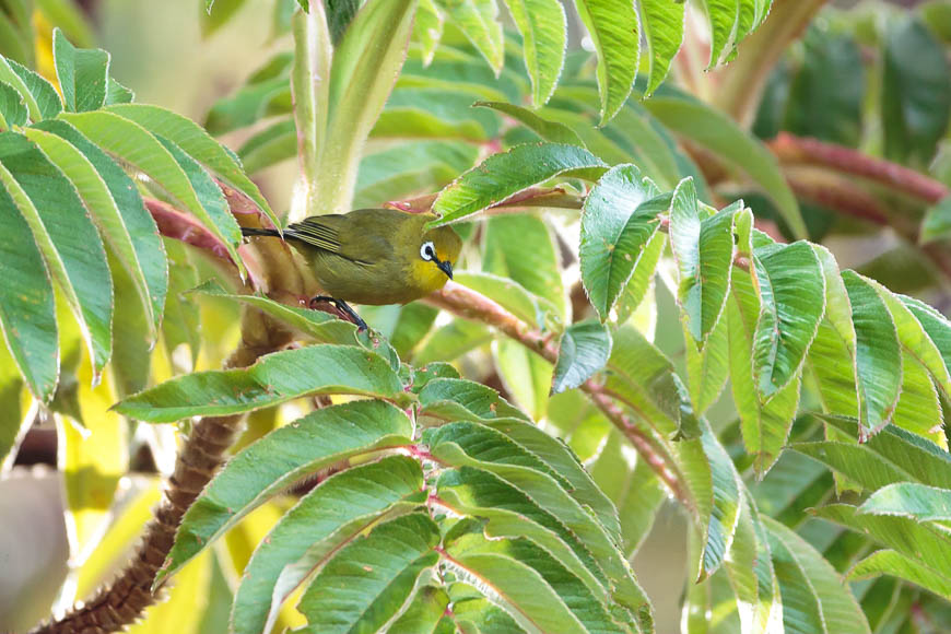 Something a bit different from Edward Selfe - a blog about the birds of ...