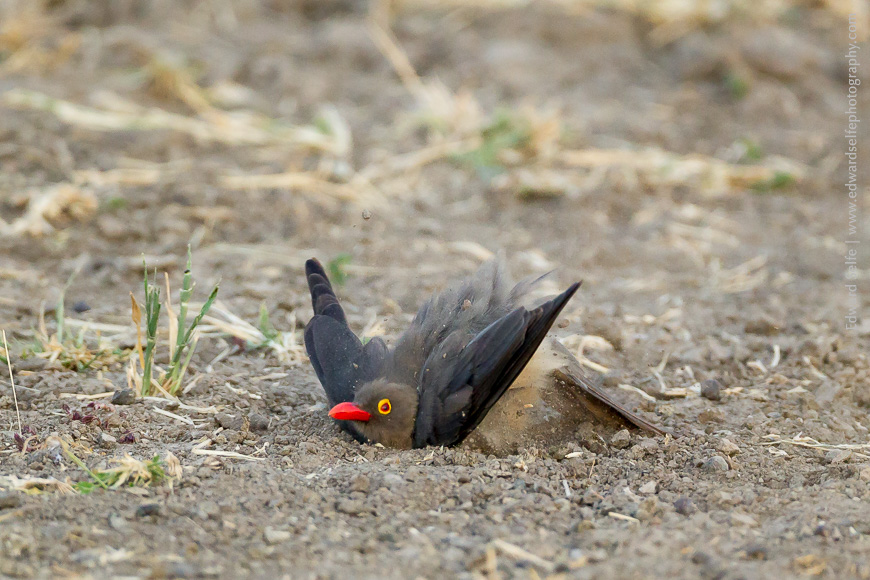 Oxpeckers make a living on the hides of large mammals. Edward Selfe ...