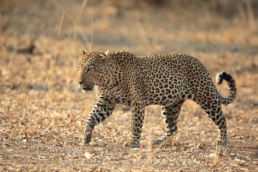A short study of leopards, including in the South Luangwa National Park ...