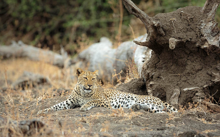 A photo mega-safari in peak safari season in South Laungwa with Edward ...