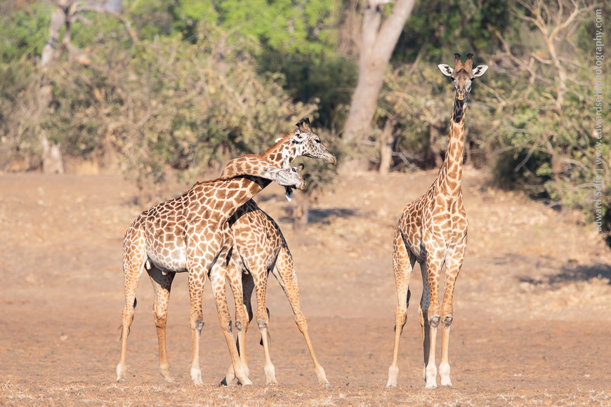 Know your African Wildlife: Thornicroft's Giraffe