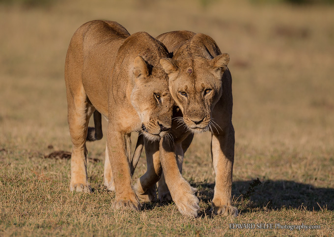 Wildlife: Lion behaviour weekend