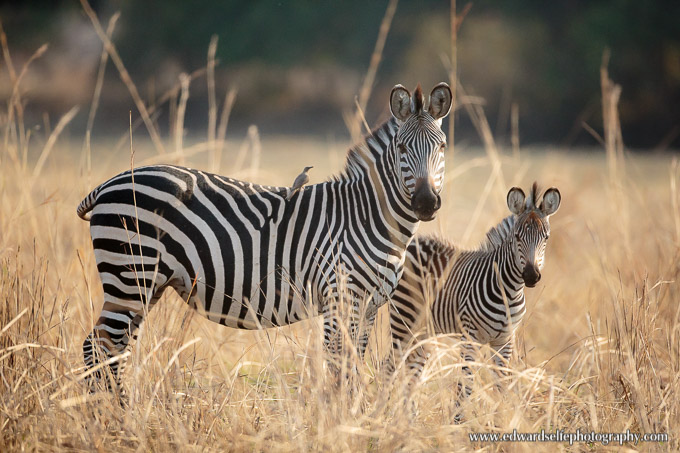 Photo Safari: Serge & Juliette | Nkhonzi Camp | August 2015