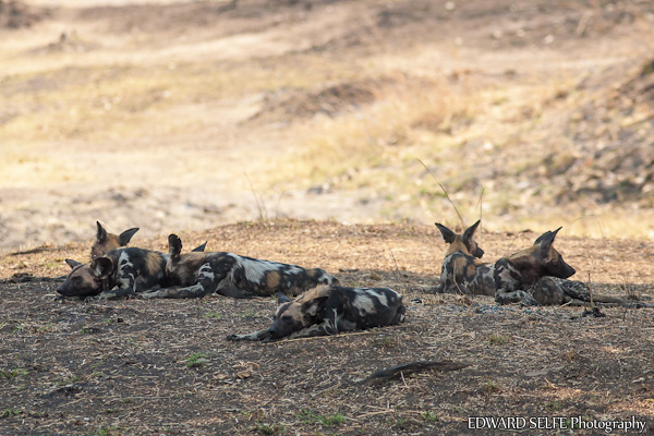 Wild Dog Behaviour