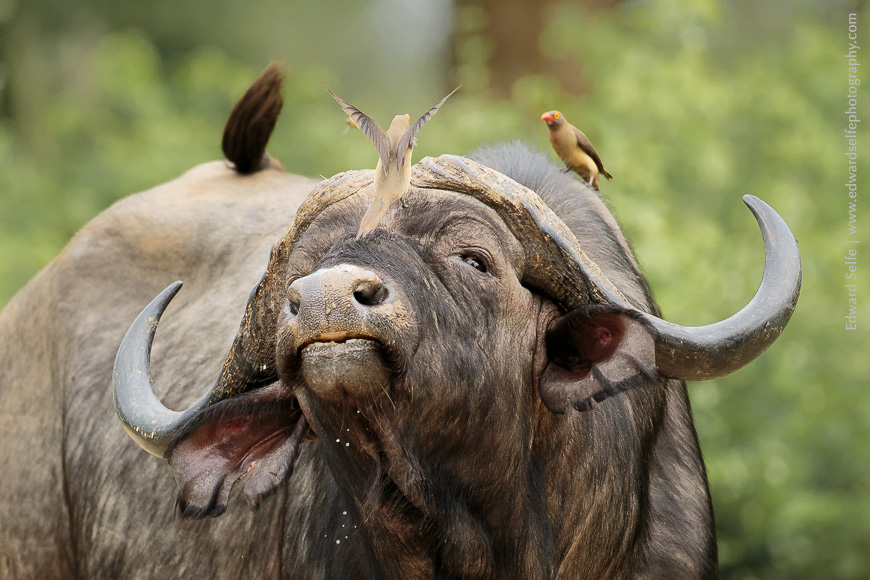 Oxpeckers make a living on the hides of large mammals. Edward Selfe ...