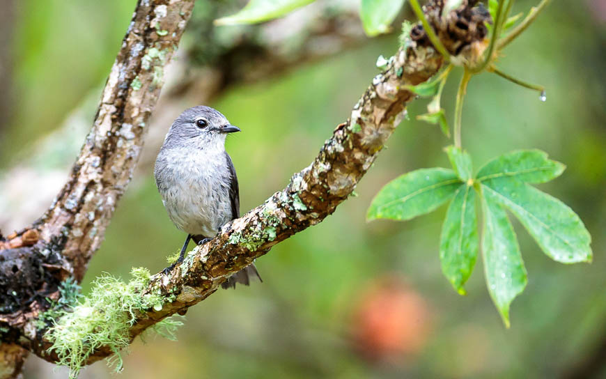 Something a bit different from Edward Selfe - a blog about the birds of ...