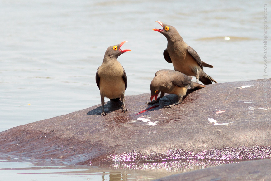 A Study of the South Luangwa's famous Hippo population | with Edward Selfe