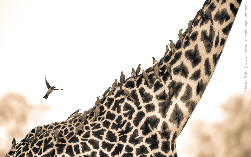 Know your African Wildlife: Thornicroft's Giraffe