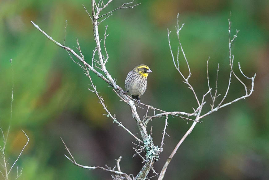 Something a bit different from Edward Selfe - a blog about the birds of ...