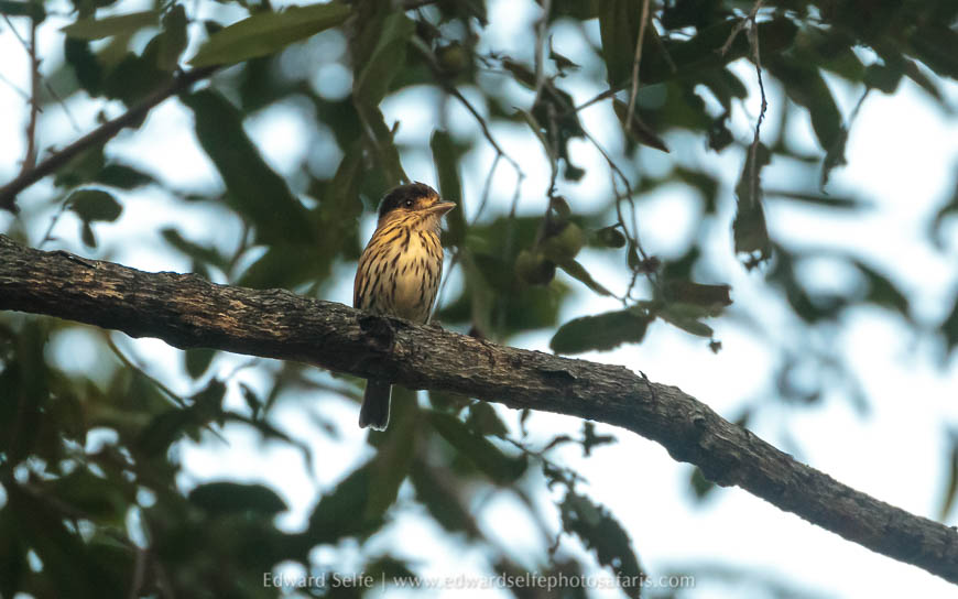African Broadbill display flight in South Luangwa NP by Edward Selfe