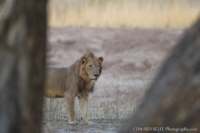 Limpy – Edward Selfe Photo Safaris