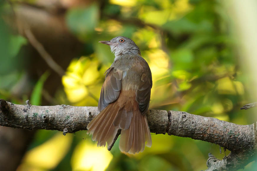 Something a bit different from Edward Selfe - a blog about the birds of ...