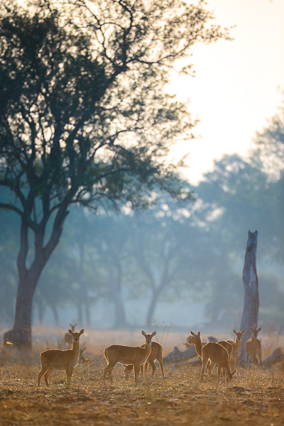 A study of Puku, one of Africa's smartest and most astute antelope ...