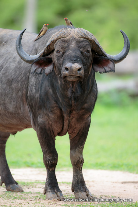 Through the Lens: Irritable Buffalo