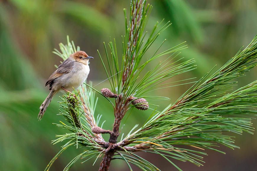 Something a bit different from Edward Selfe - a blog about the birds of ...