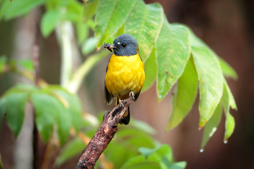 Something a bit different from Edward Selfe - a blog about the birds of ...