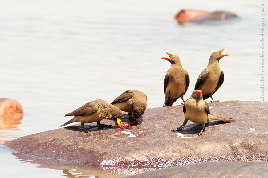 Oxpeckers make a living on the hides of large mammals. Edward Selfe ...