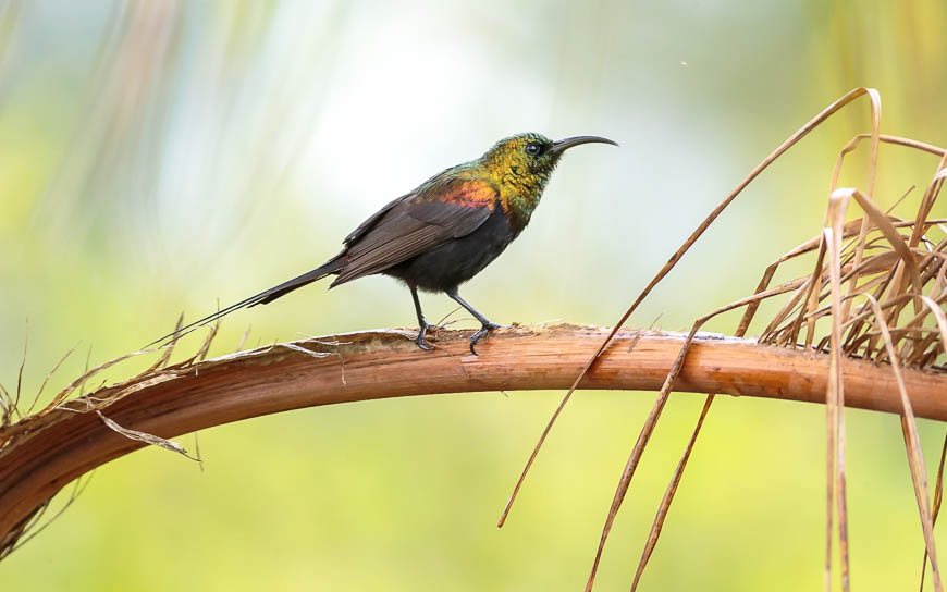 Something a bit different from Edward Selfe - a blog about the birds of ...