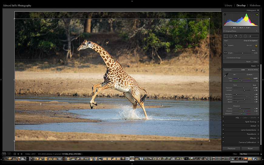 Image cropping in wildlife photography is poorly understood and often ...