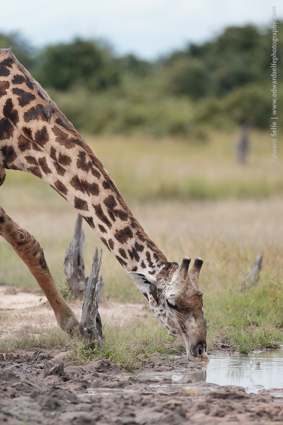 Know your African Wildlife: Thornicroft's Giraffe