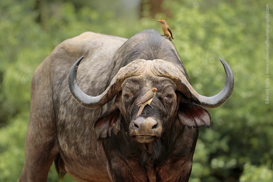 Oxpeckers make a living on the hides of large mammals. Edward Selfe ...