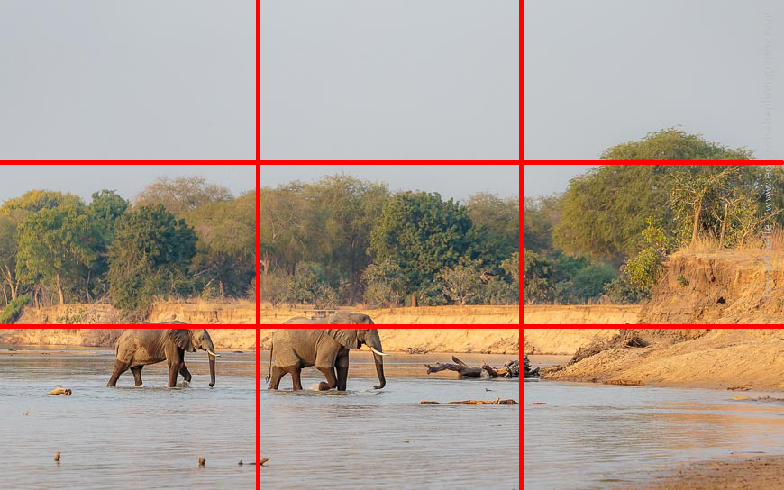 Tips for Wildlife Photographers: #4 "Composition"