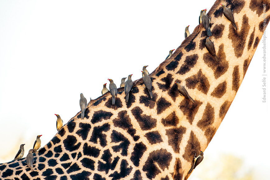 Oxpeckers make a living on the hides of large mammals. Edward Selfe ...