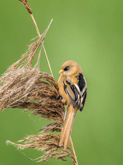 2016 11 - Members NEMPF Acceptances